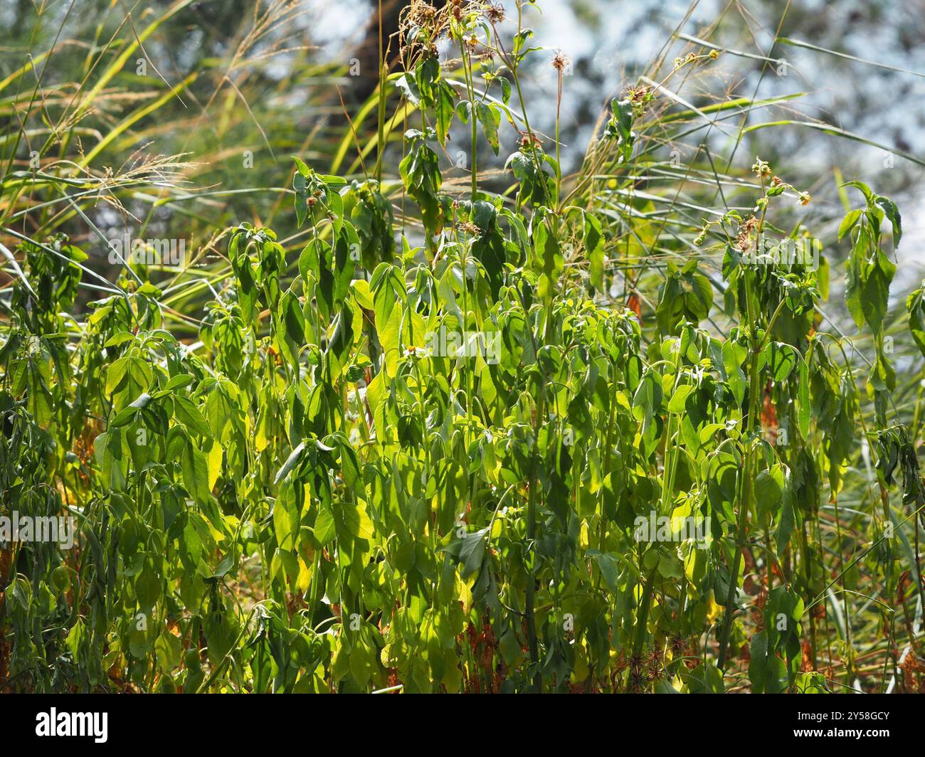 White beggarticks (Bidens alba) Plantae Stock Photo - Alamy