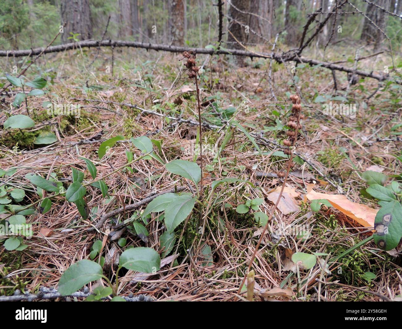 one-sided wintergreen (Orthilia secunda) Plantae Stock Photo - Alamy