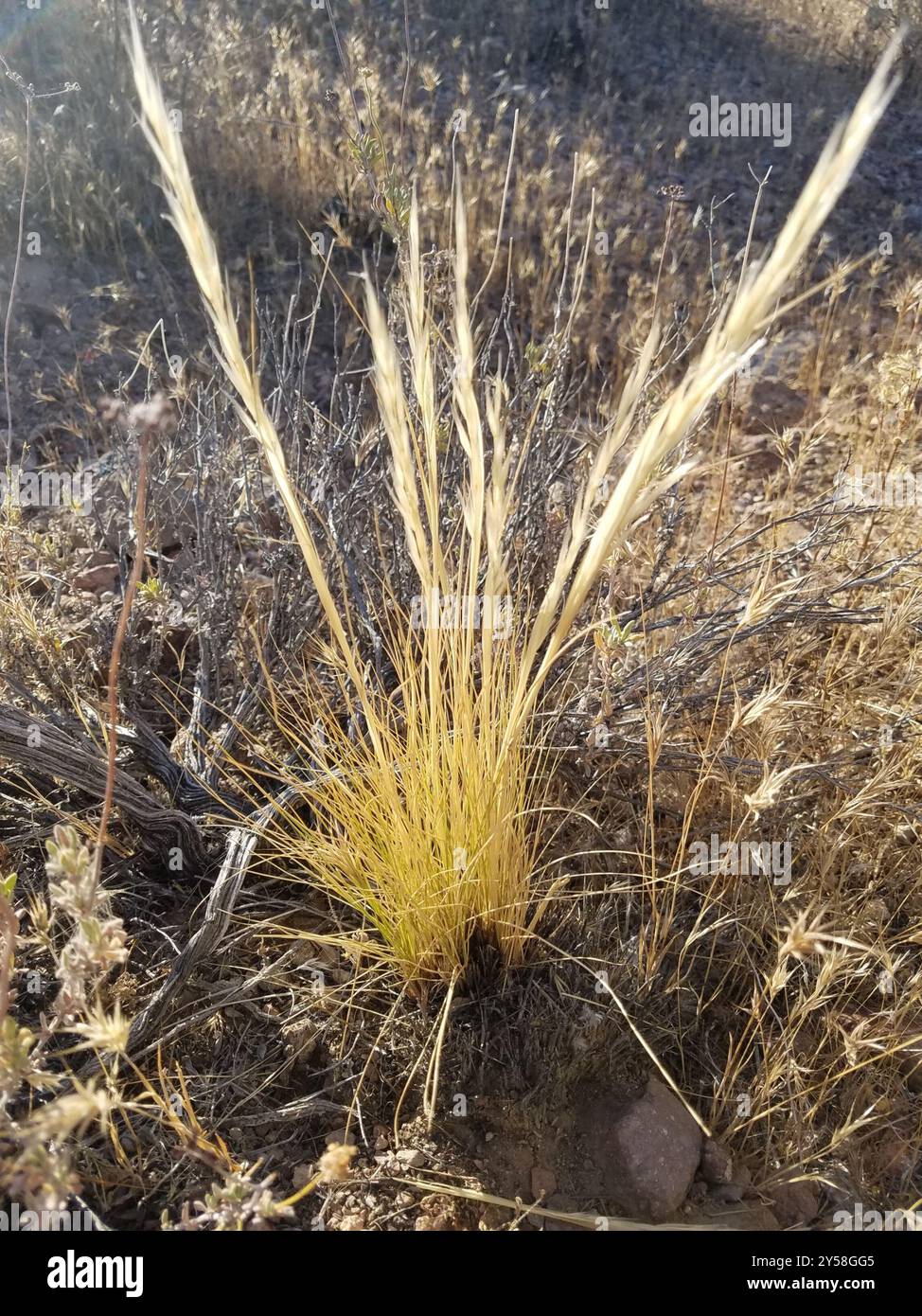 Desert Needlegrass (Pappostipa speciosa) Plantae Stock Photo - Alamy