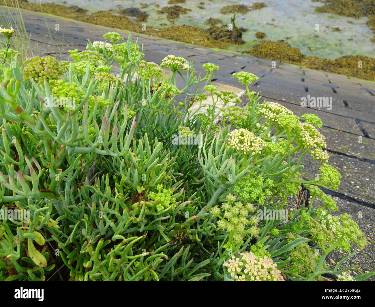rock samphire (Crithmum maritimum) Plantae Stock Photo - Alamy