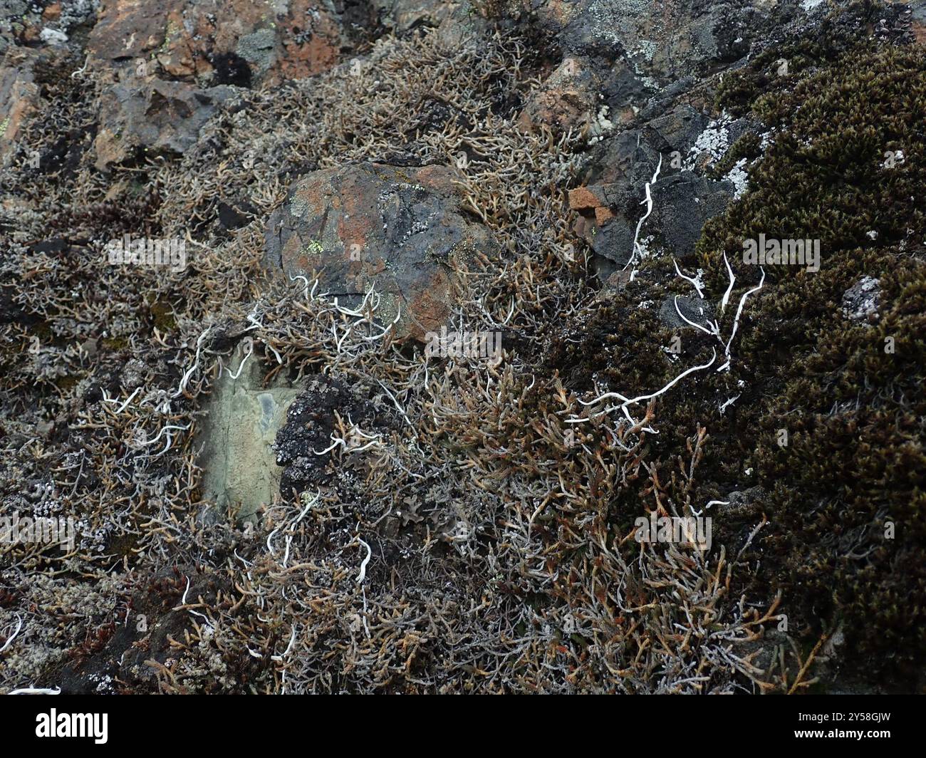 Whiteworm Lichen (Thamnolia vermicularis) Fungi Stock Photo - Alamy