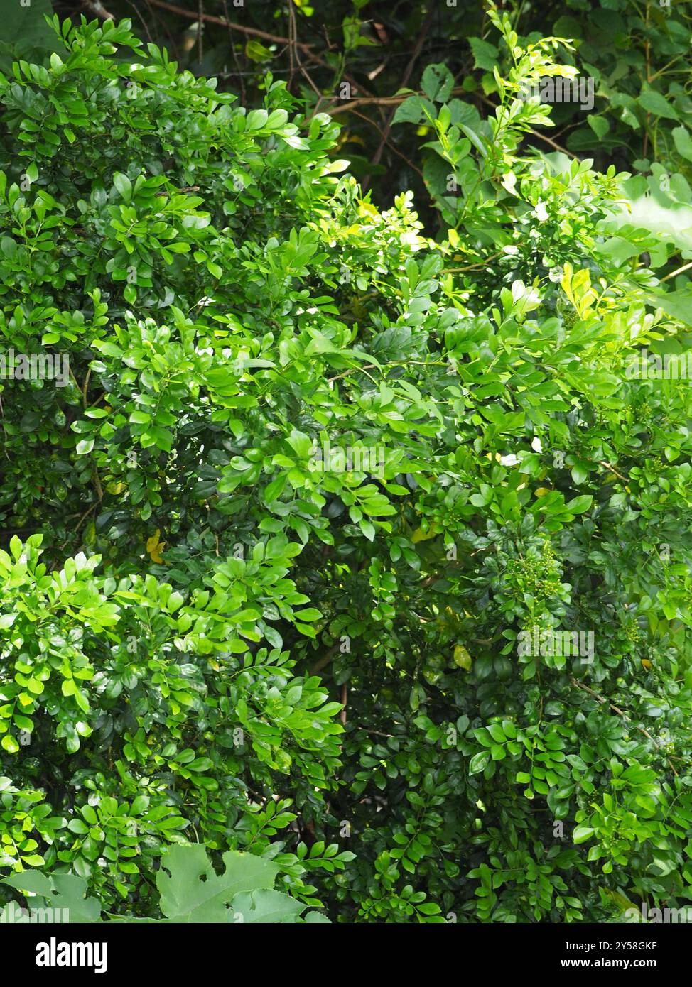 Orange Jasmine (Murraya paniculata) Plantae Stock Photo - Alamy