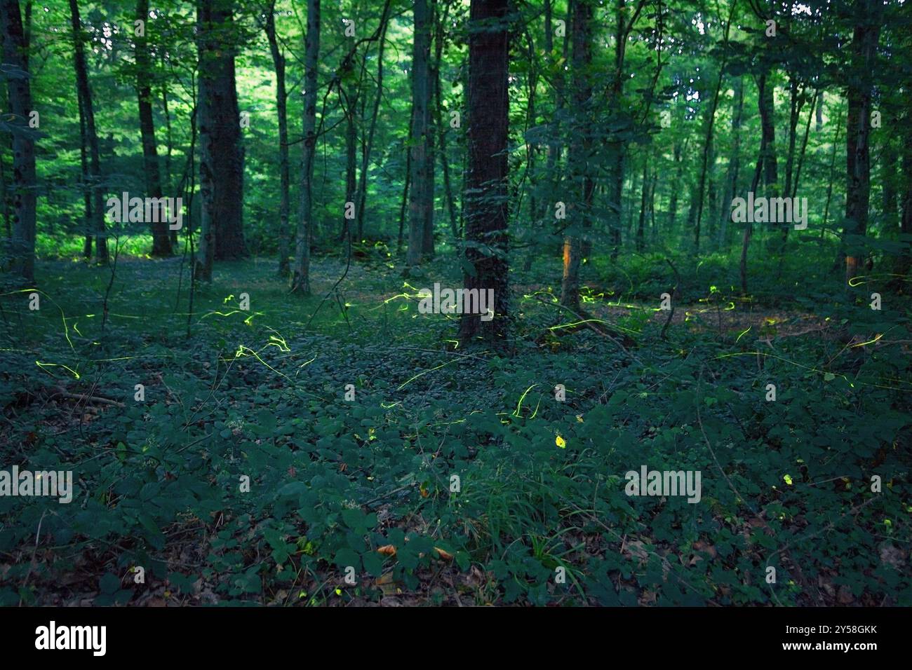 Lesser Glowworm (Lamprohiza splendidula) Insecta Stock Photo - Alamy