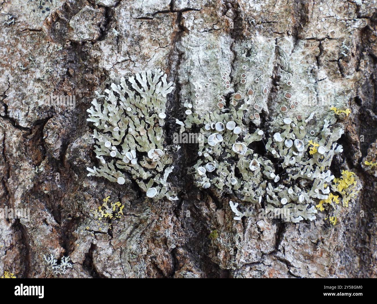(Physconia distorta) Fungi Stock Photo - Alamy