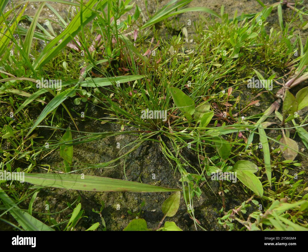 Toad rush (Juncus bufonius) Plantae Stock Photo - Alamy