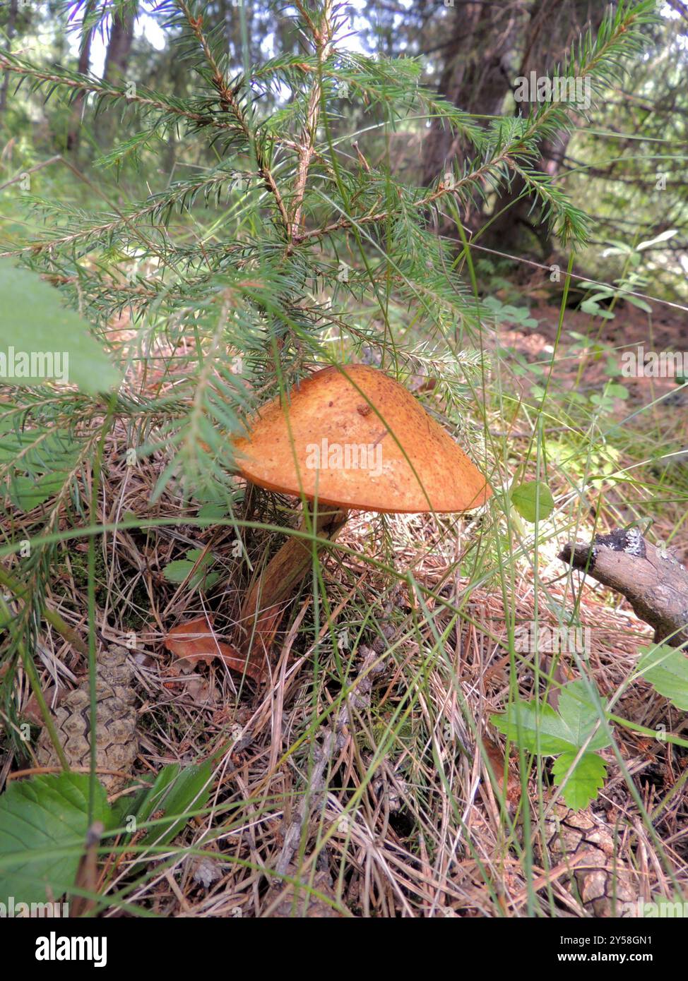 Red-capped Scaber Stalk (Leccinum aurantiacum) Fungi Stock Photo - Alamy