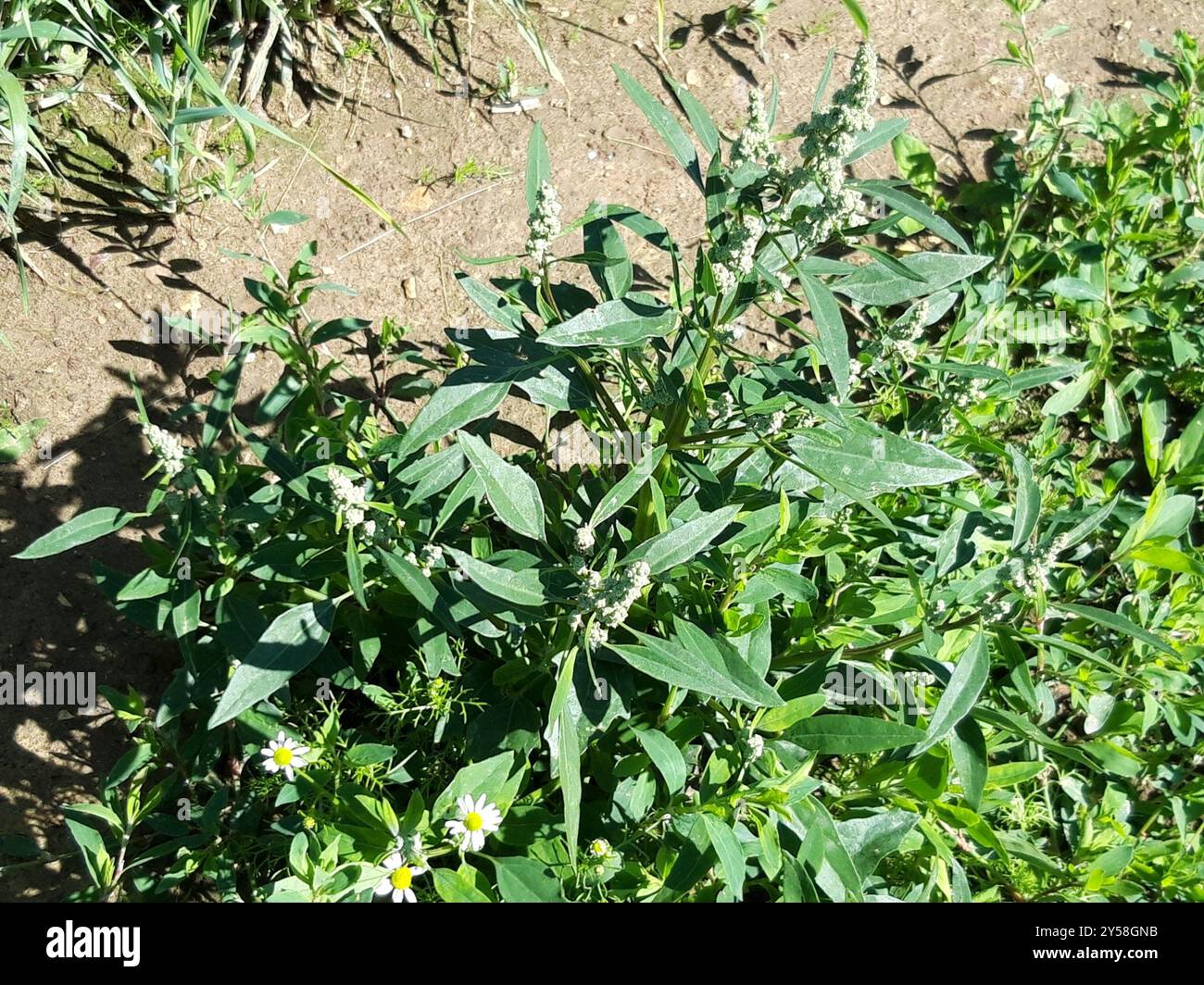 Common Orache (Atriplex patula) Plantae Stock Photo - Alamy