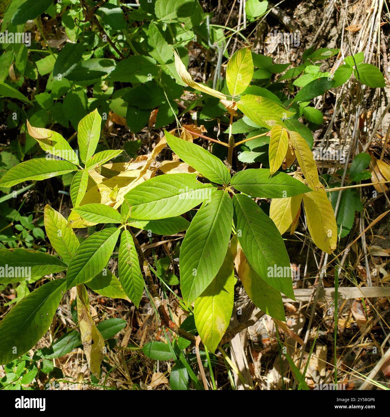 California buckeye (Aesculus californica) Plantae Stock Photo - Alamy