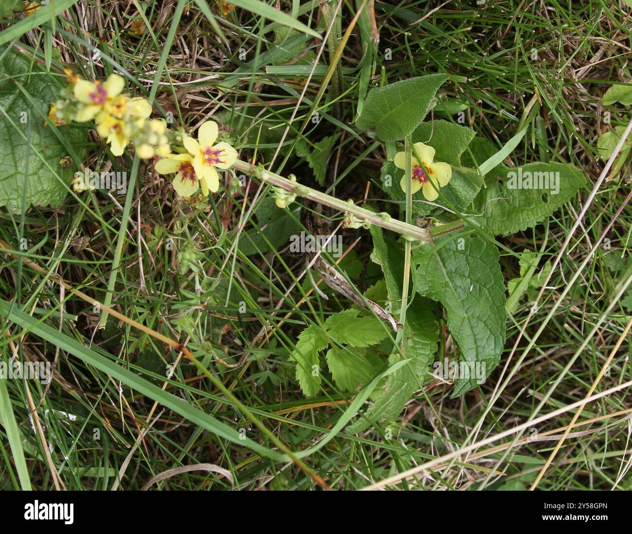 Dark Mullein (Verbascum nigrum) Plantae Stock Photo - Alamy