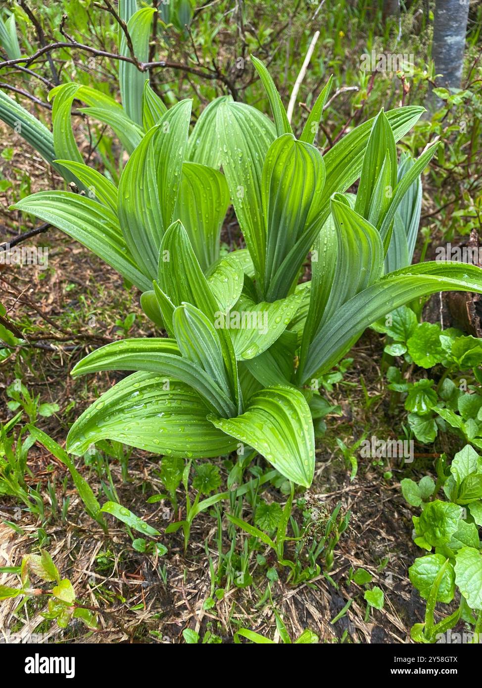 green false hellebore (Veratrum viride) Plantae Stock Photo - Alamy