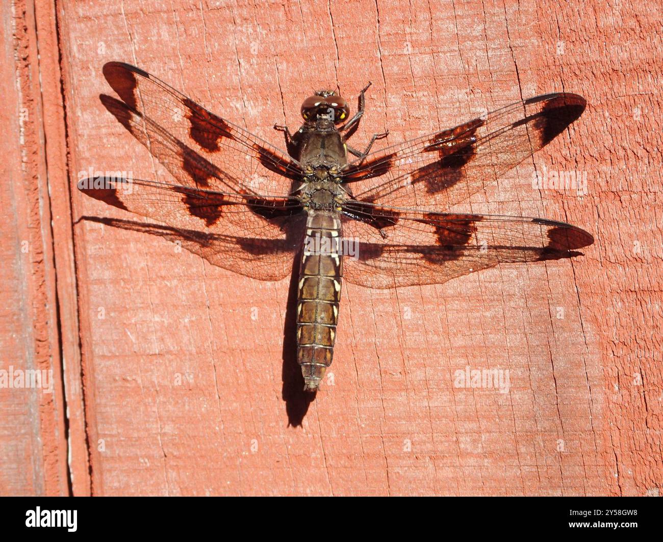 Common Whitetail (Plathemis lydia) Insecta Stock Photo - Alamy