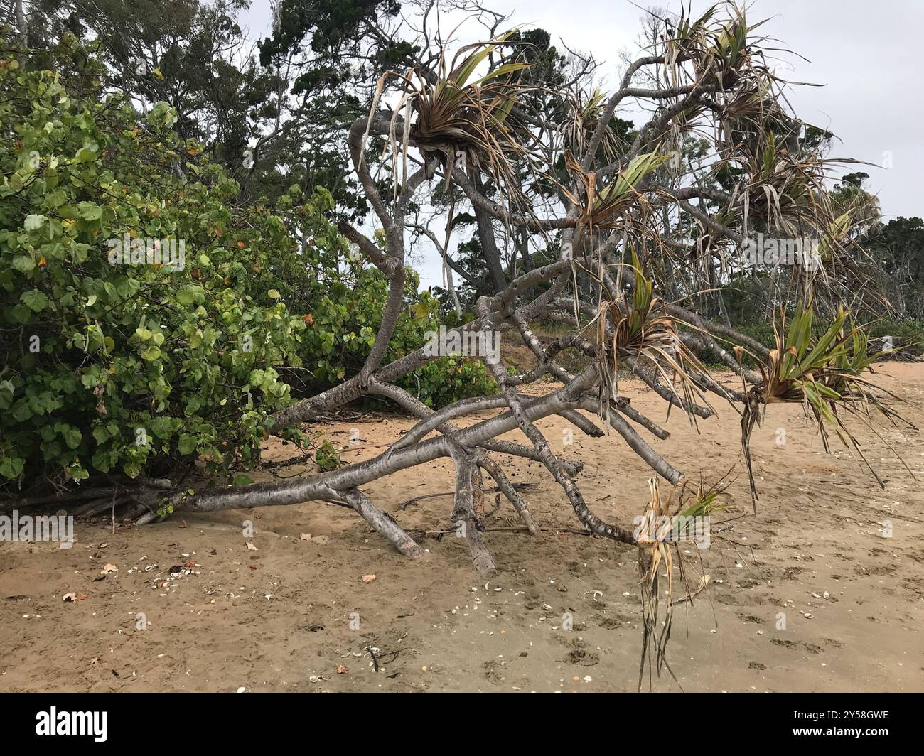 thatch screwpine (Pandanus tectorius) Plantae Stock Photo - Alamy