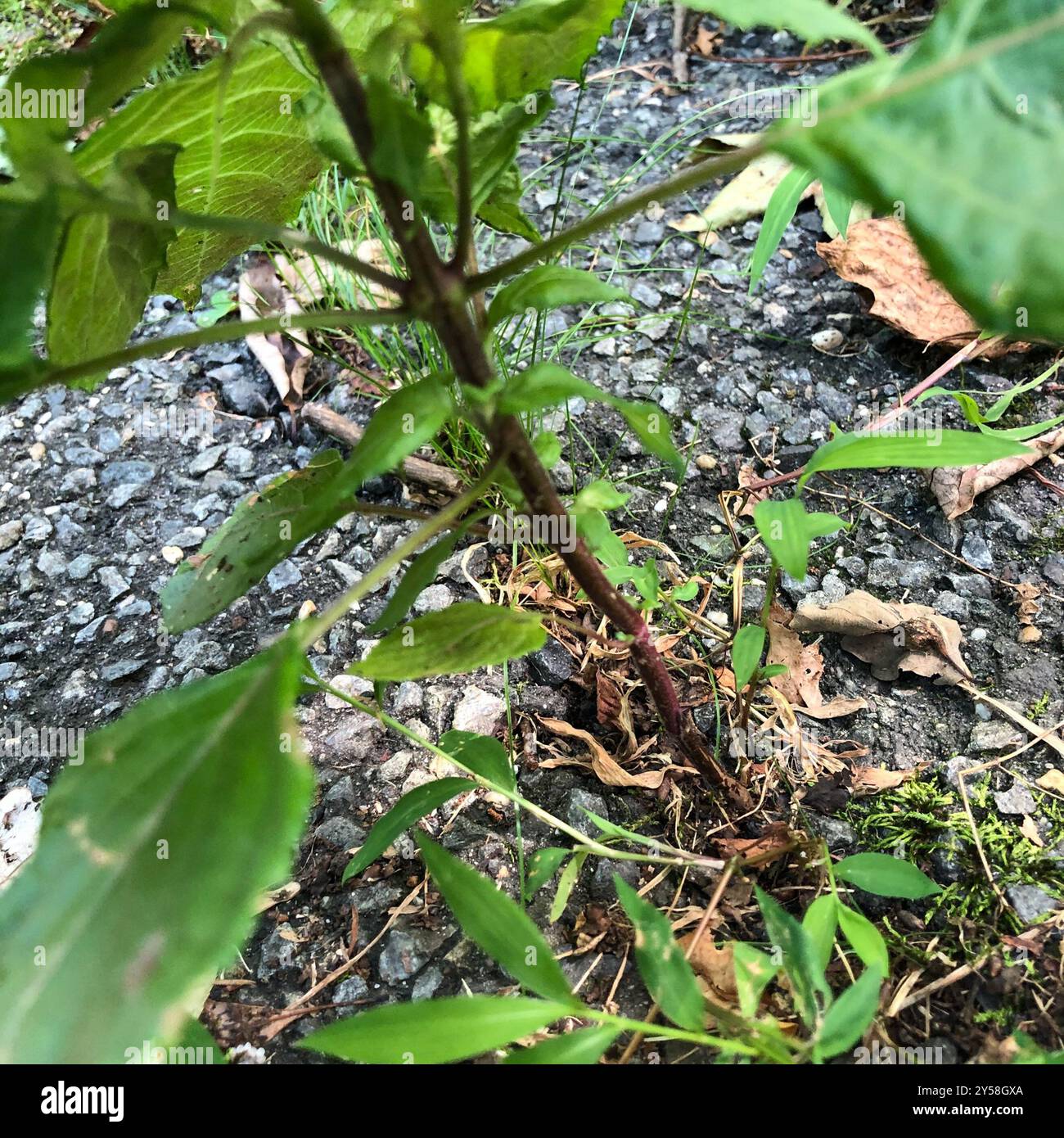 beefsteak plant (Perilla frutescens) Plantae Stock Photo - Alamy