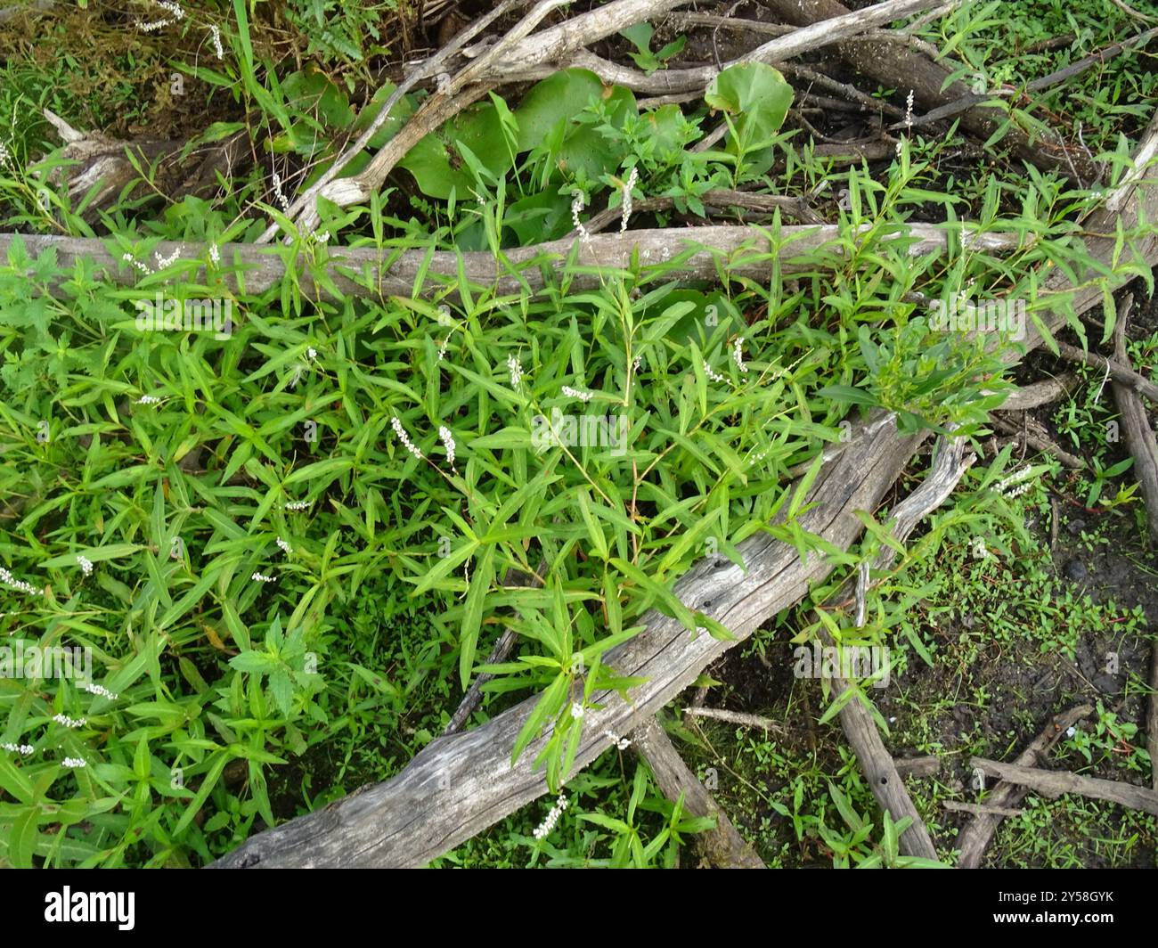 swamp smartweed (Persicaria hydropiperoides) Plantae Stock Photo - Alamy