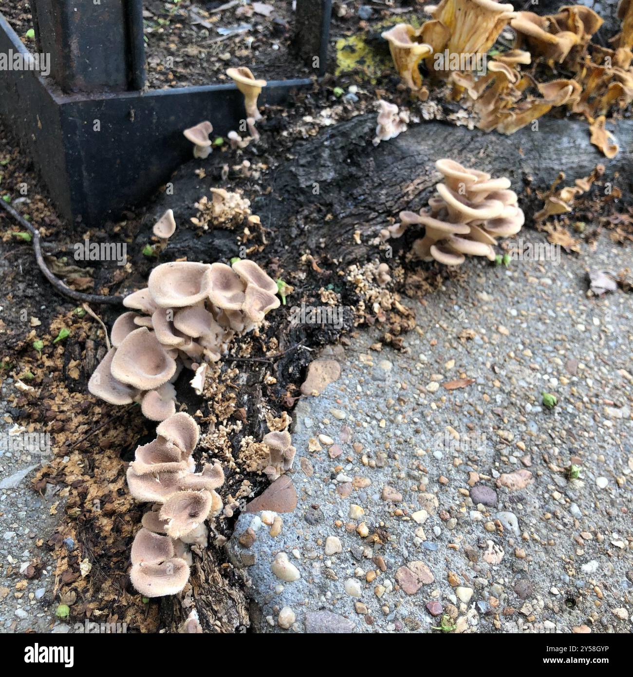 Hairy Oyster Mushroom (Panus lecomtei) Fungi Stock Photo - Alamy