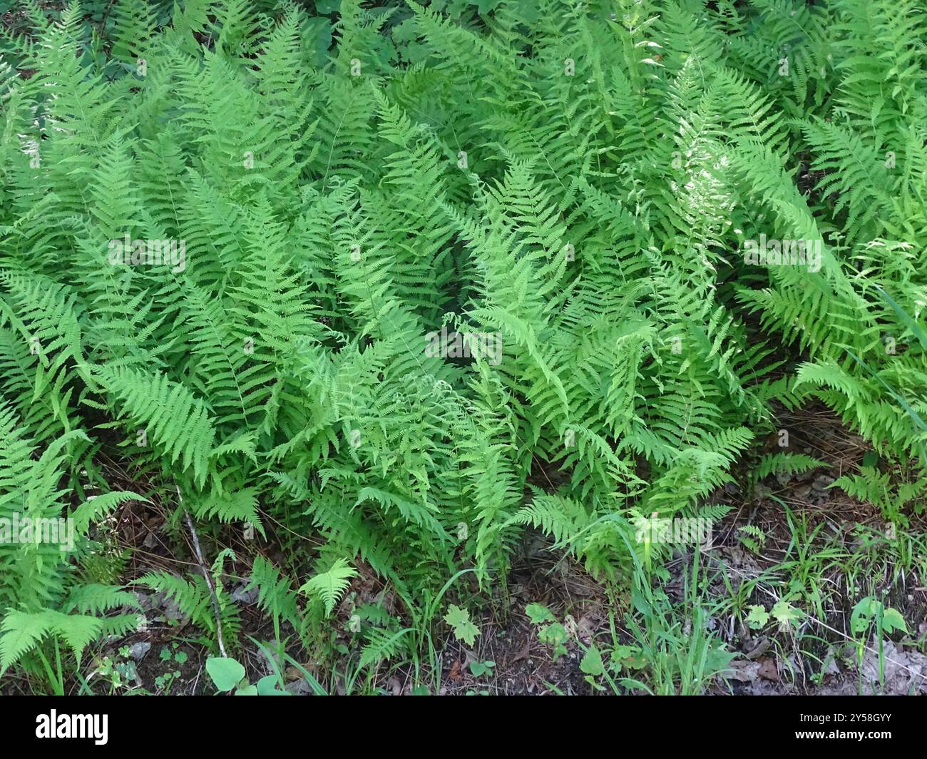 New York fern (Amauropelta noveboracensis) Plantae Stock Photo - Alamy