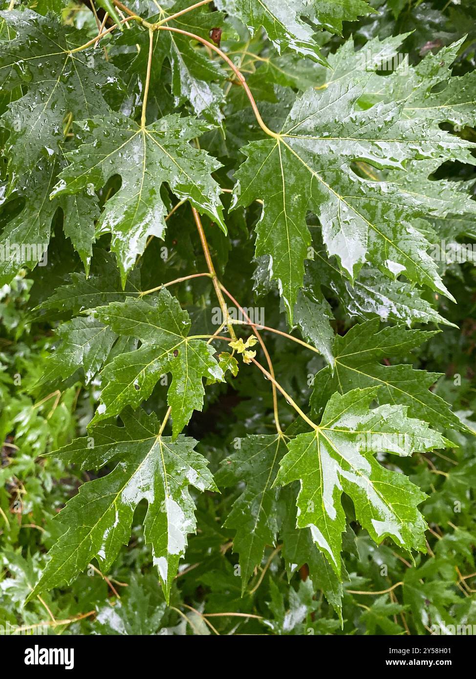 silver maple (Acer saccharinum) Plantae Stock Photo - Alamy