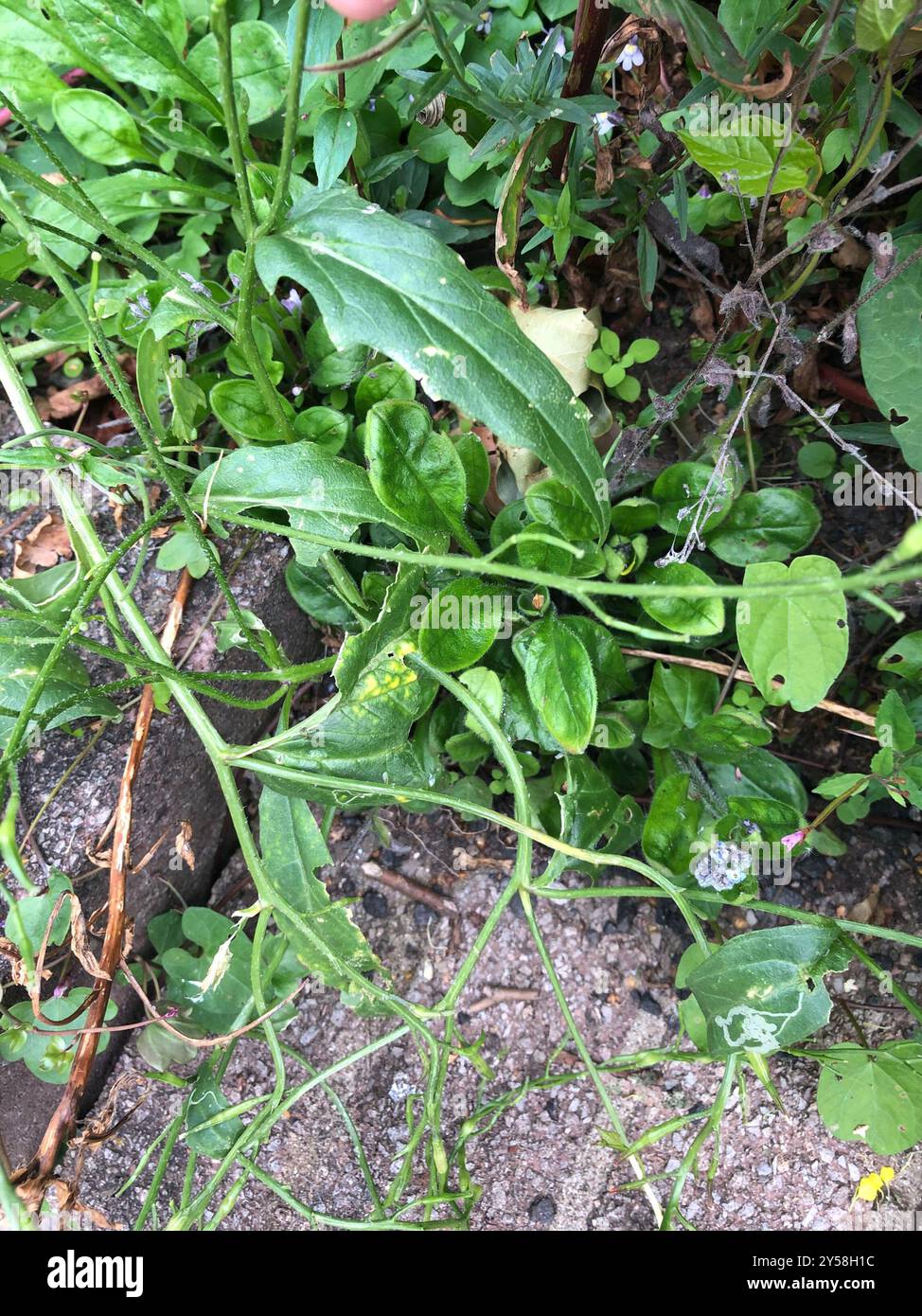 charlock (Mutarda arvensis) Plantae Stock Photo - Alamy