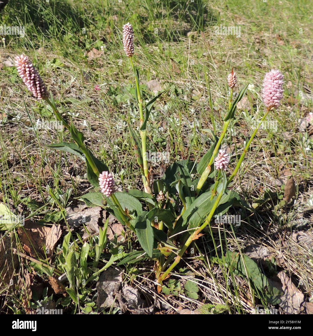 common bistort (Bistorta officinalis) Plantae Stock Photo - Alamy