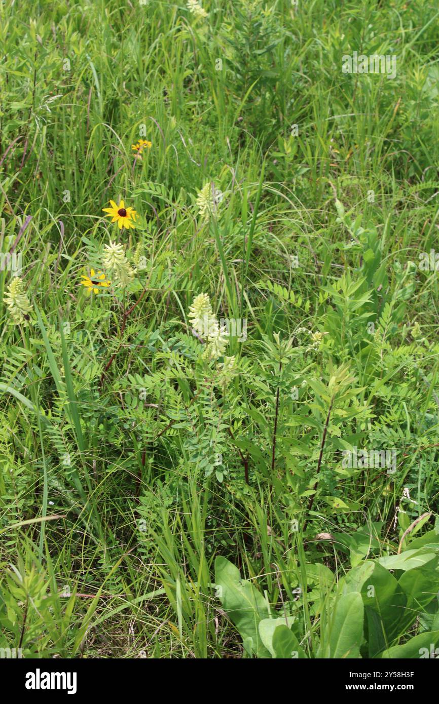 Canadian milkvetch (Astragalus canadensis) Plantae Stock Photo - Alamy