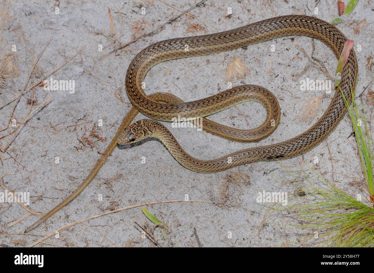 Olive Whip Snake (Psammophis mossambicus) Reptilia Stock Photo - Alamy