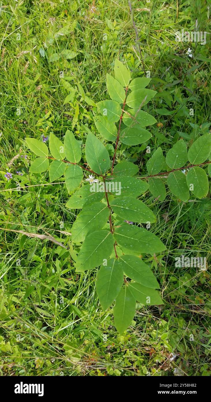 spreading dogbane (Apocynum androsaemifolium) Plantae Stock Photo - Alamy