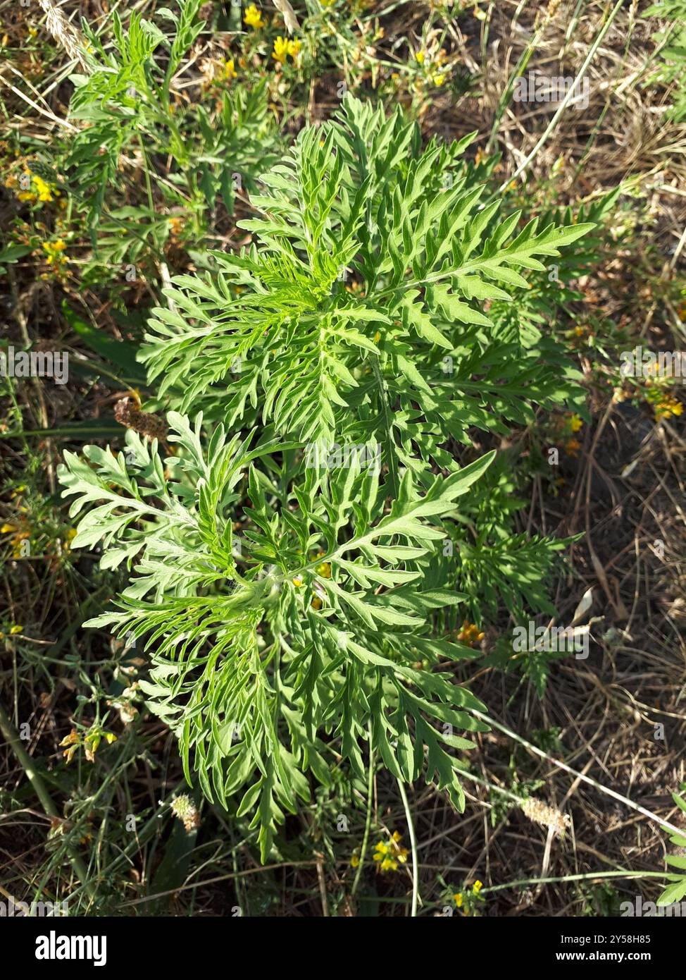 common ragweed (Ambrosia artemisiifolia) Plantae Stock Photo - Alamy