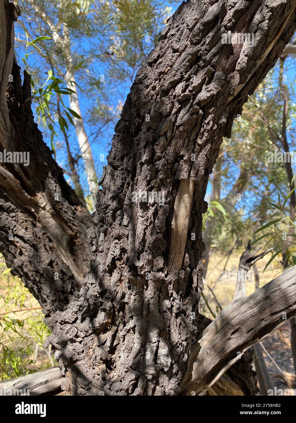 common hakea (Hakea arborescens) Plantae Stock Photo - Alamy