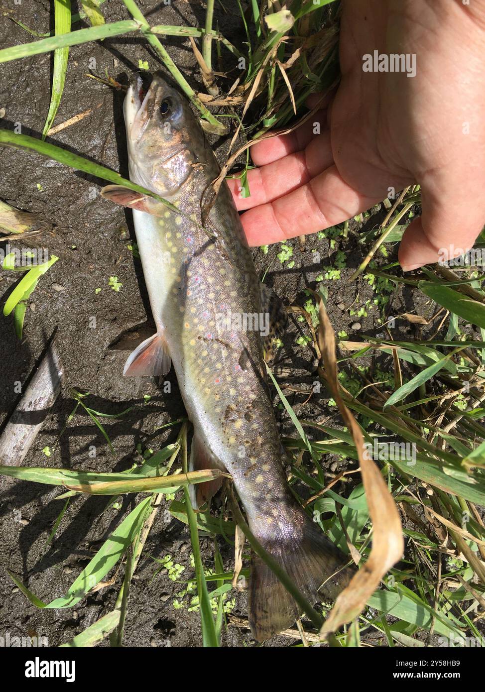Brook Trout (Salvelinus fontinalis) Actinopterygii Stock Photo - Alamy