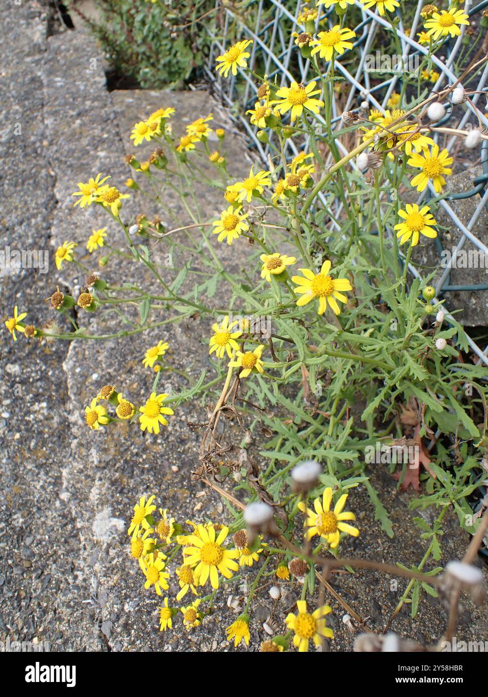 Oxford Ragwort (Senecio squalidus) Plantae Stock Photo - Alamy