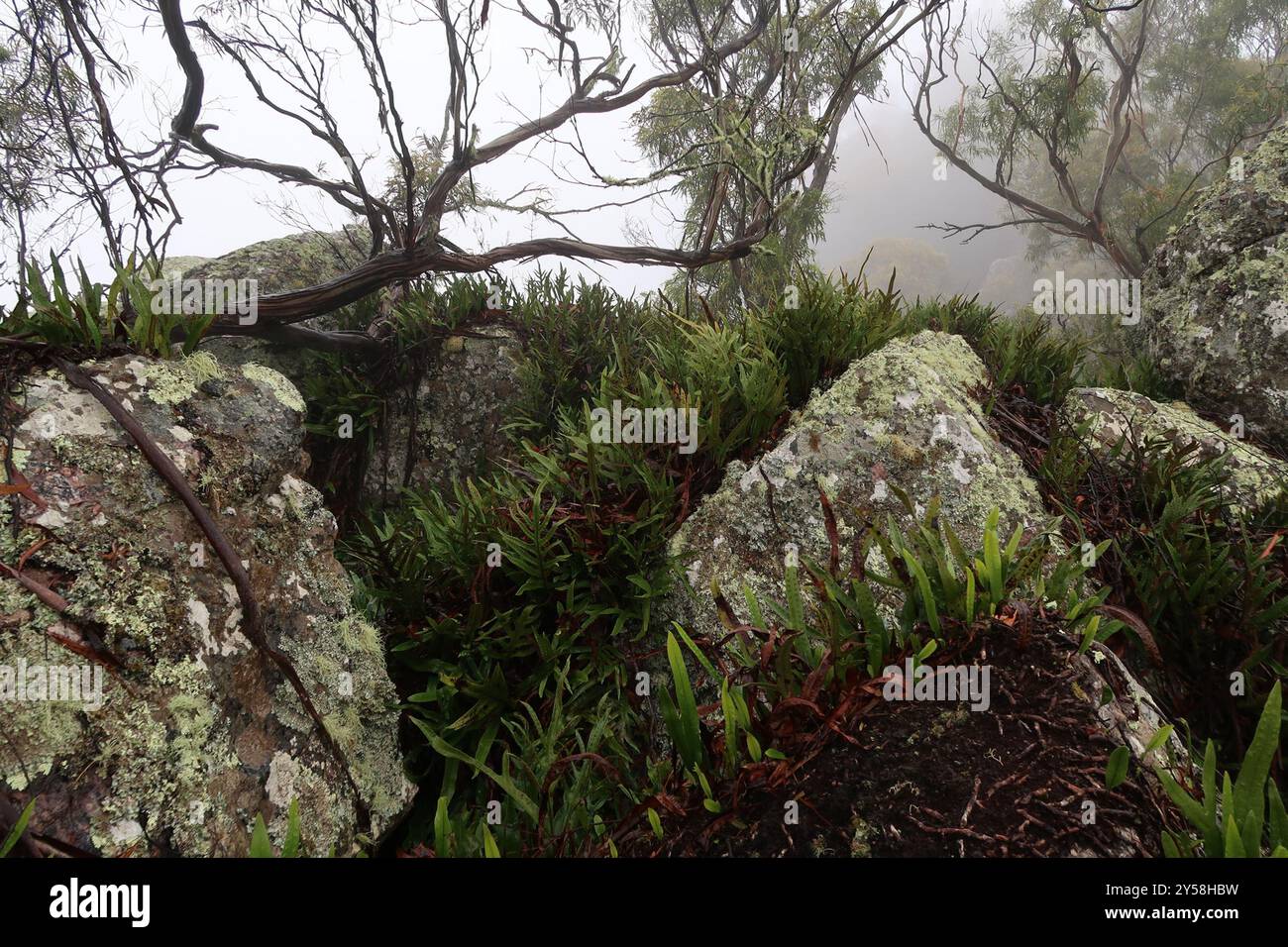 Kangaroo Fern (Microsorum pustulatum pustulatum) Plantae Stock Photo ...