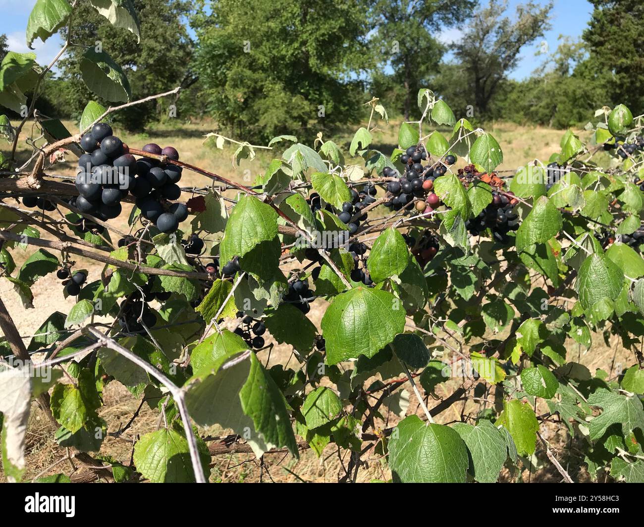 mustang grape (Vitis mustangensis) Plantae Stock Photo - Alamy