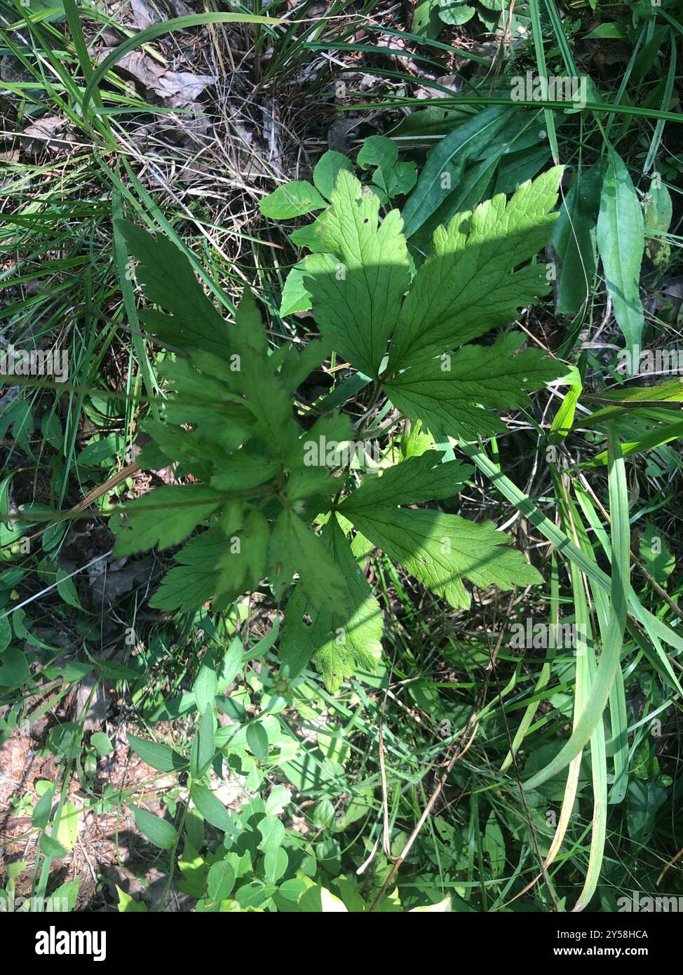 tall thimbleweed (Anemone virginiana) Plantae Stock Photo - Alamy