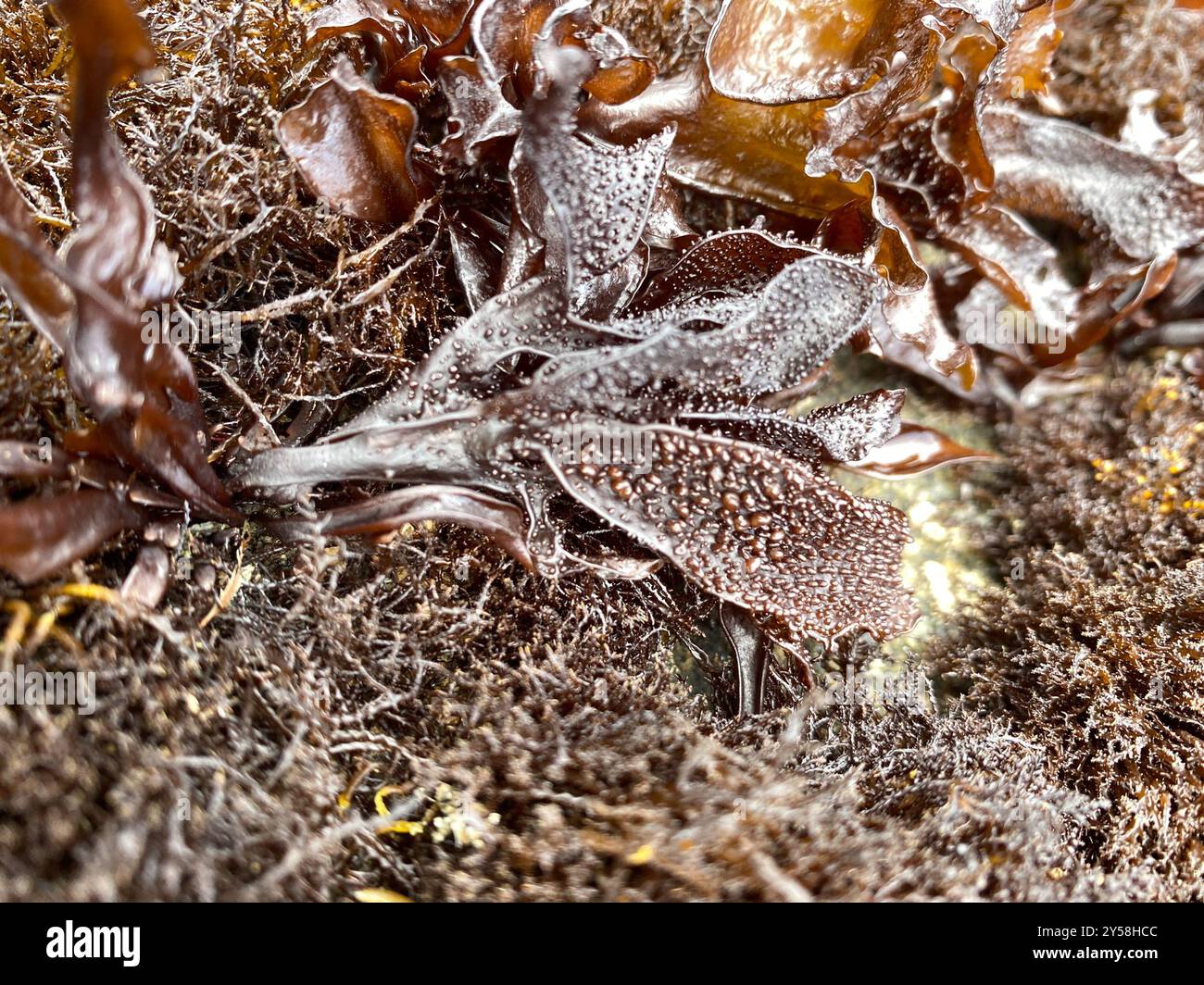 encrusting red algae (Mastocarpus) Plantae Stock Photo - Alamy