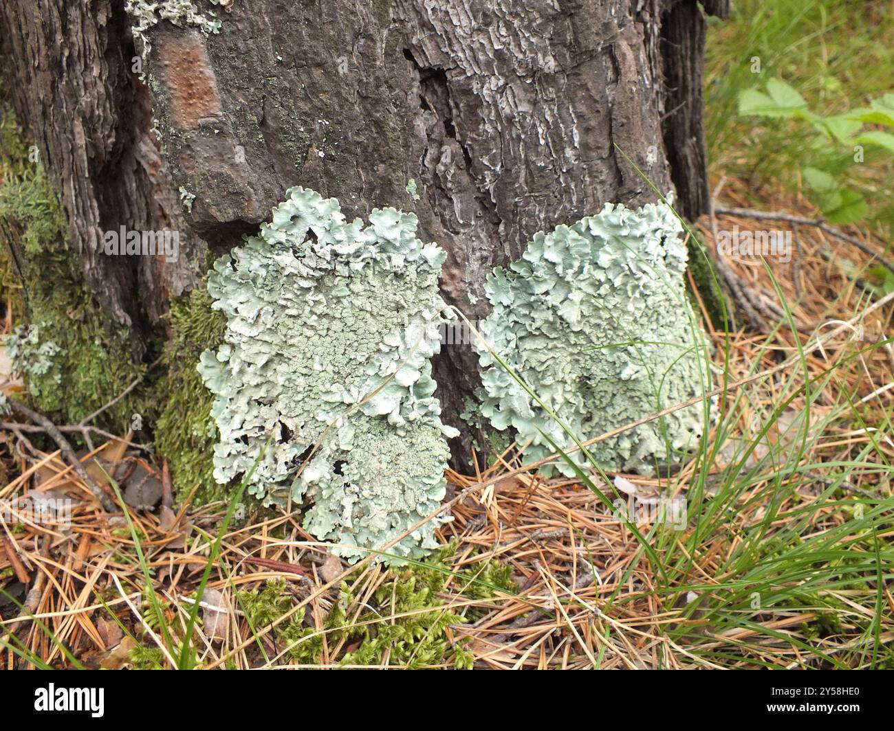 typical shield lichens (Parmelioideae) Fungi Stock Photo - Alamy