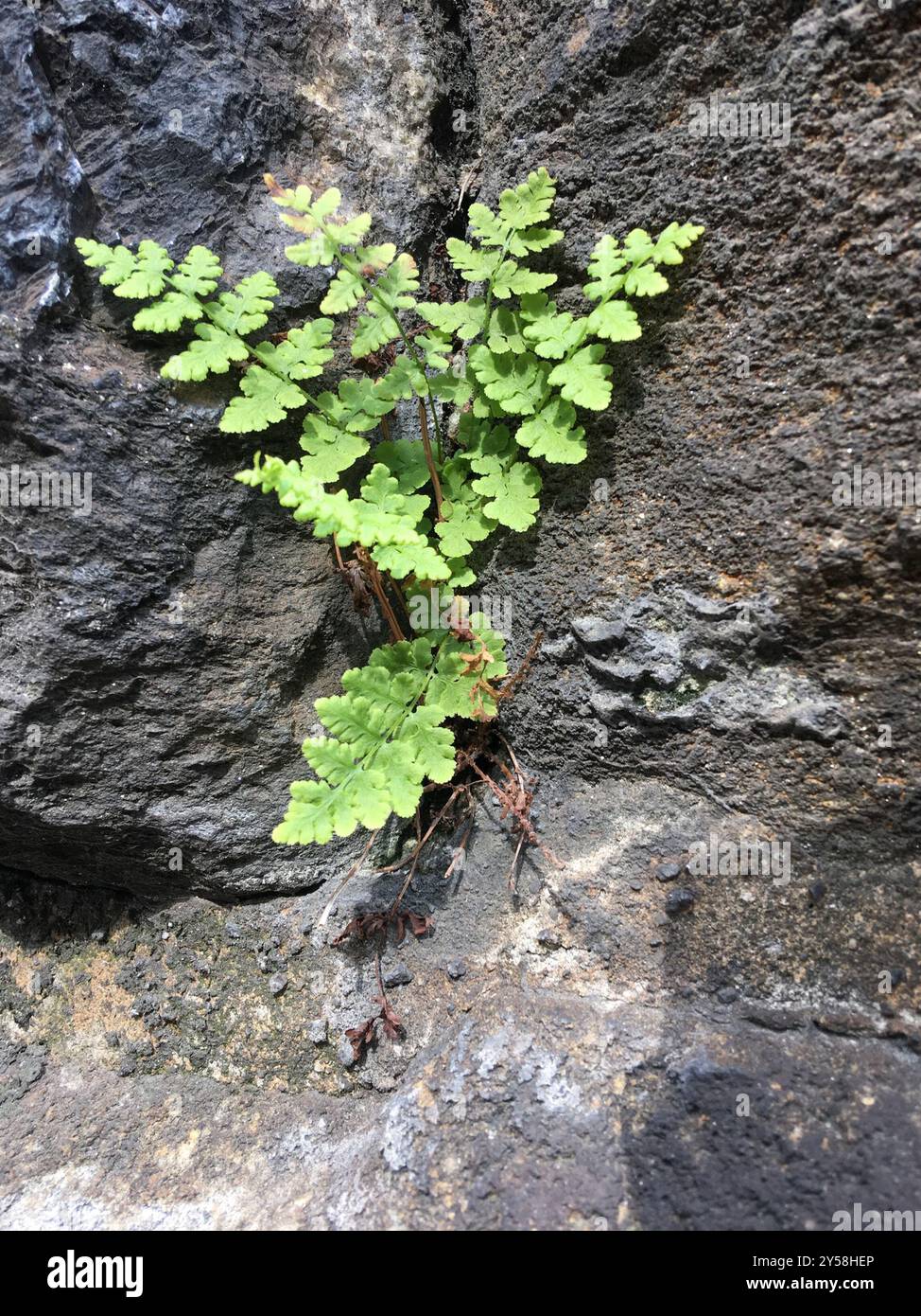 ferns (Polypodiopsida) Plantae Stock Photo - Alamy