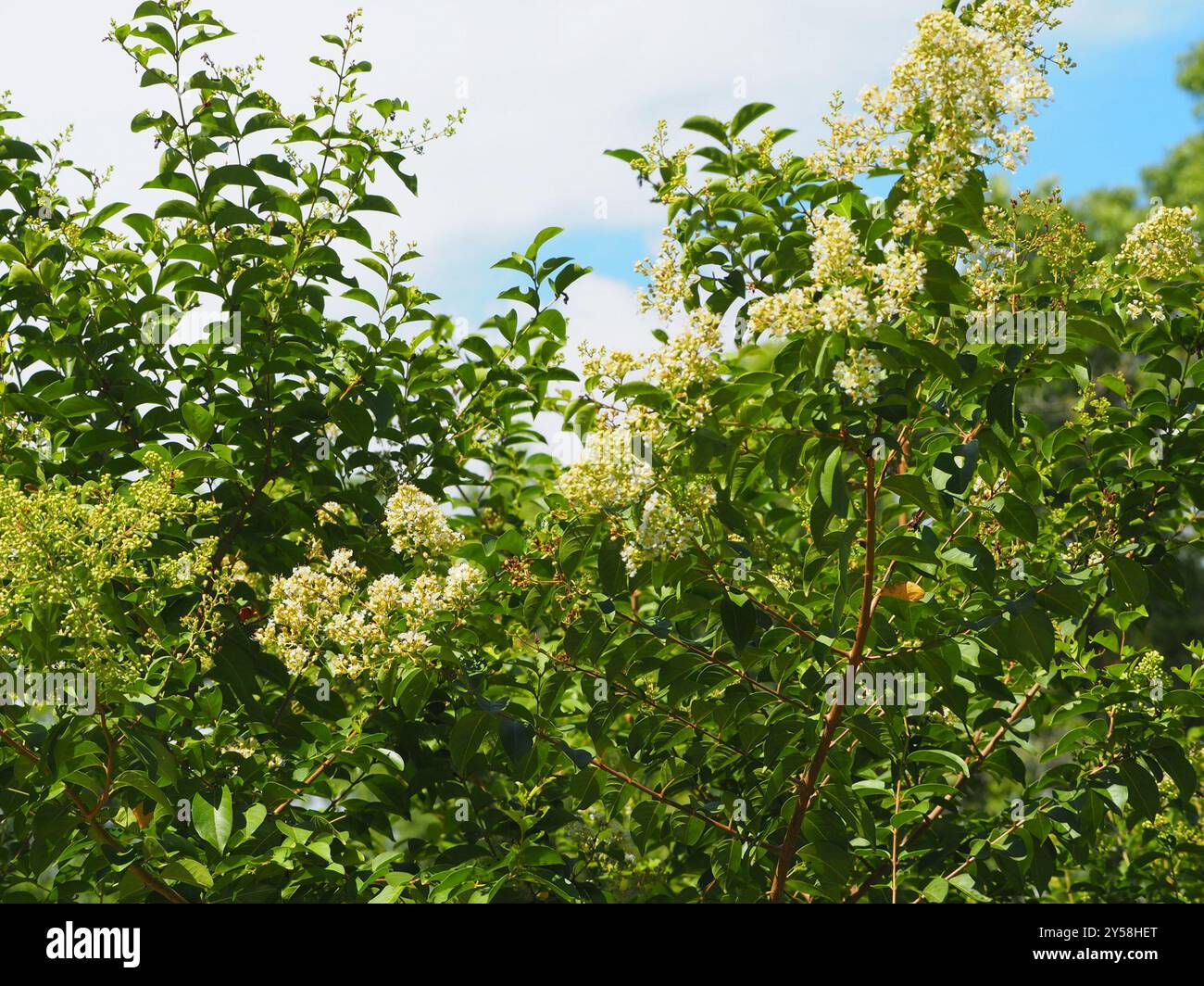 Subcostate Crape Myrtle (Lagerstroemia subcostata) Plantae Stock Photo ...