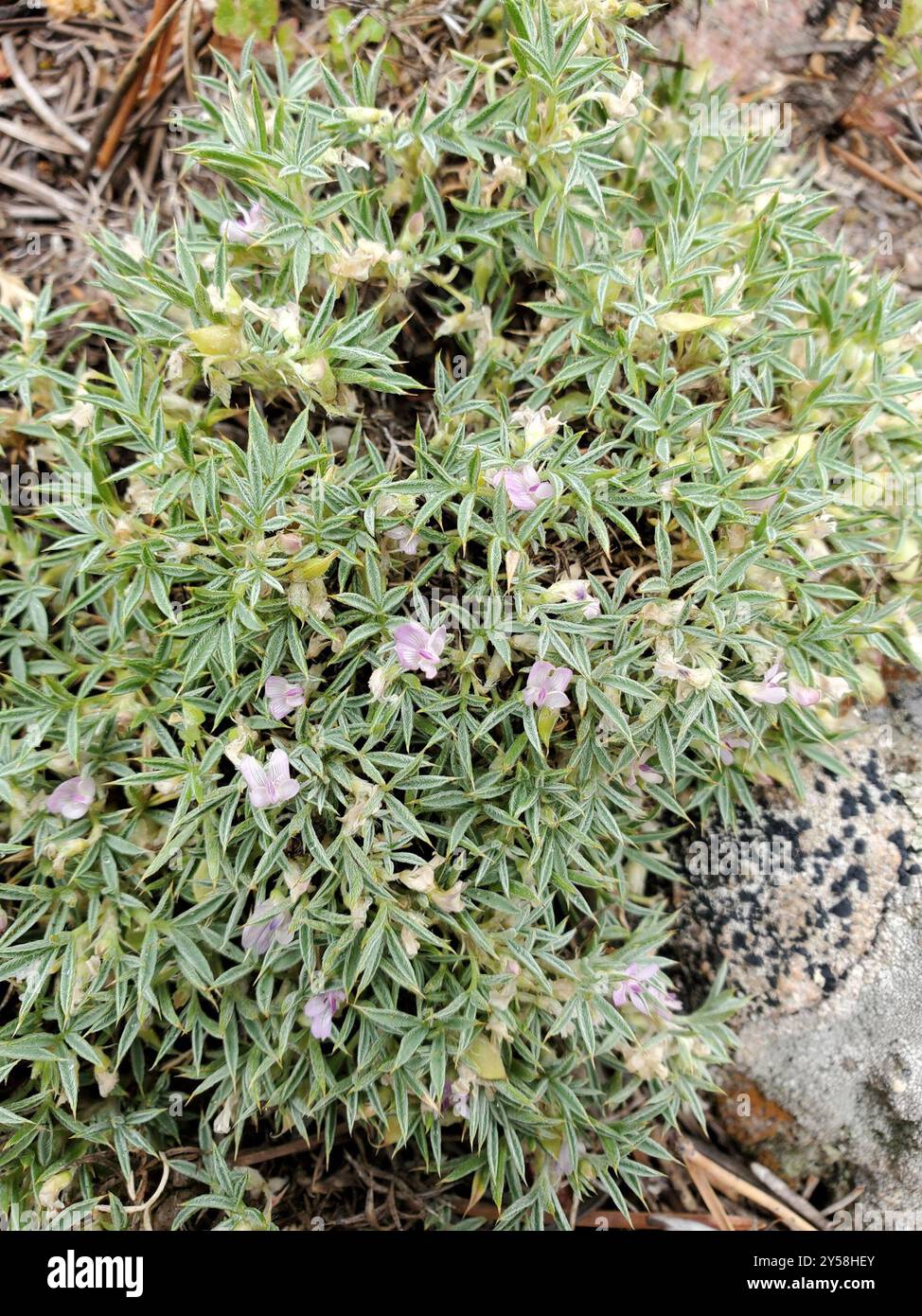 Spiny Milkvetch (Astragalus kentrophyta) Plantae Stock Photo - Alamy