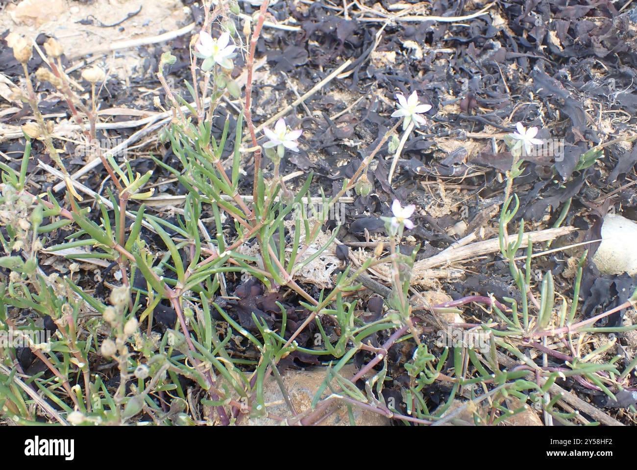 Greater Sea-spurry (Spergularia media) Plantae Stock Photo - Alamy