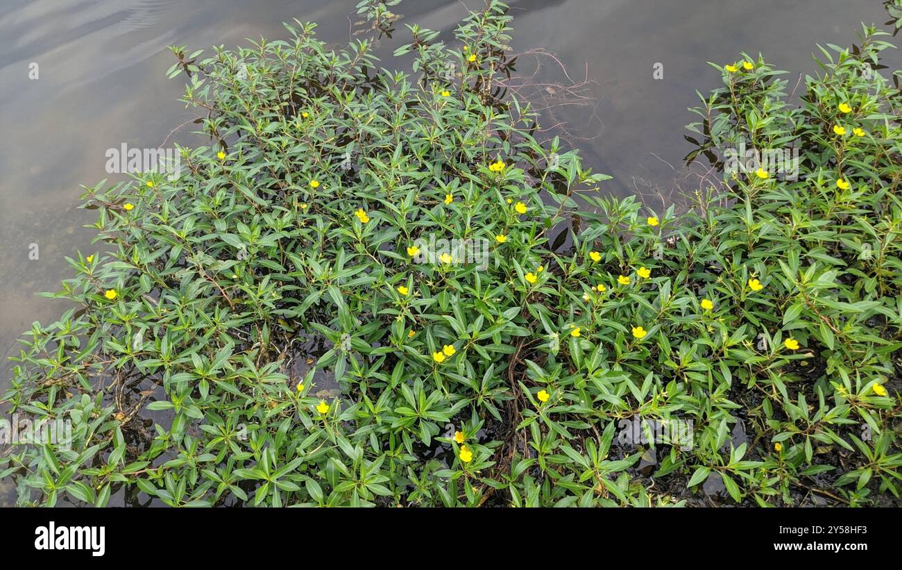 floating primrose-willow (Ludwigia peploides) Plantae Stock Photo - Alamy