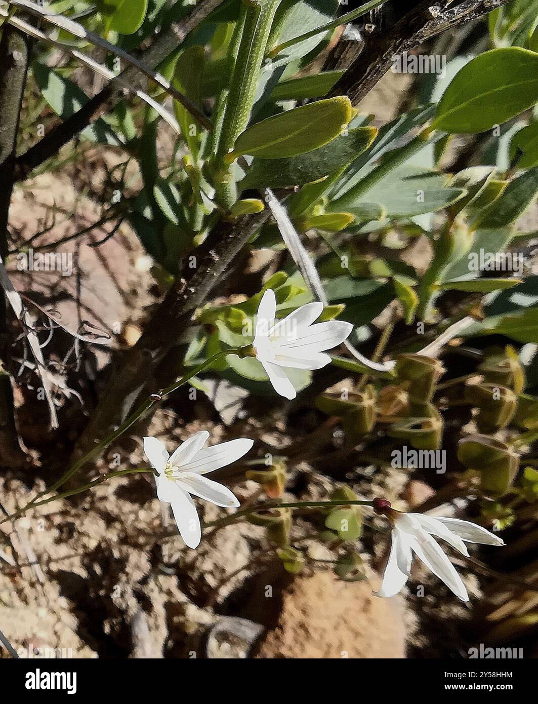 Twisted Snowflake (Strumaria spiralis) Plantae Stock Photo - Alamy