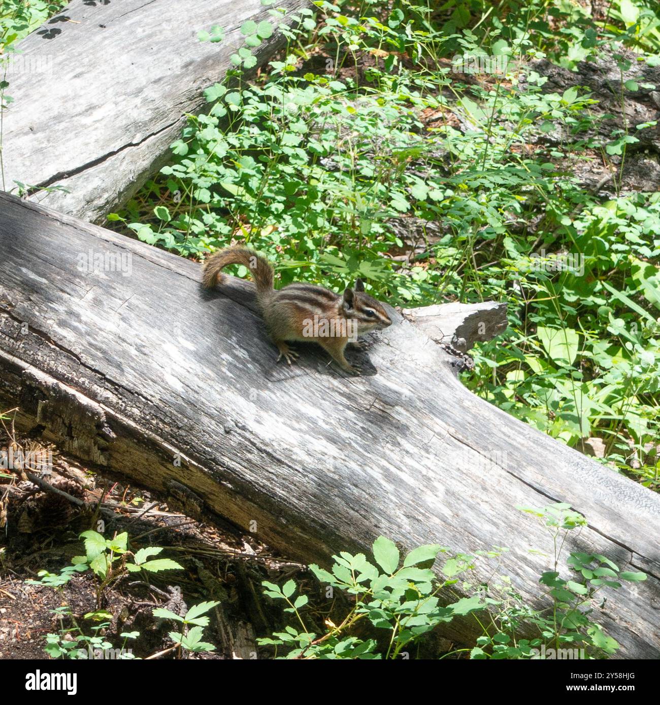 Colorado Chipmunk (Neotamias quadrivittatus) Mammalia Stock Photo - Alamy