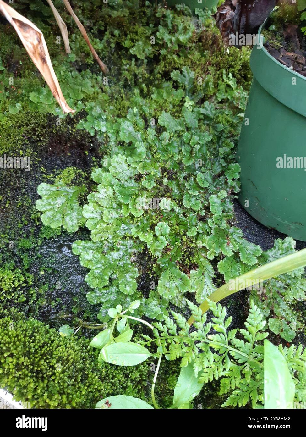 Common Liverwort (Marchantia polymorpha) Plantae Stock Photo - Alamy