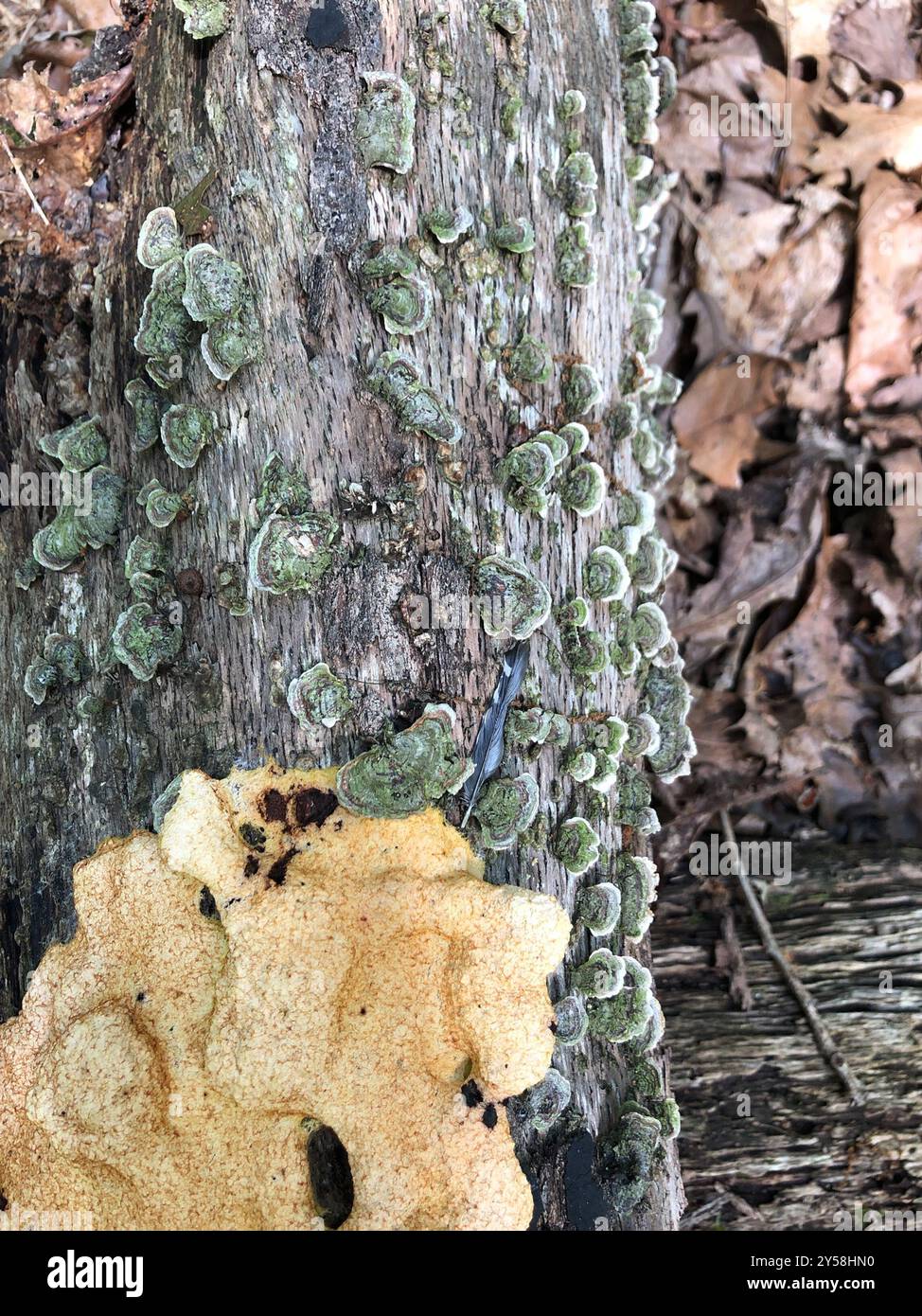 slime molds (Mycetozoa) Protozoa Stock Photo - Alamy