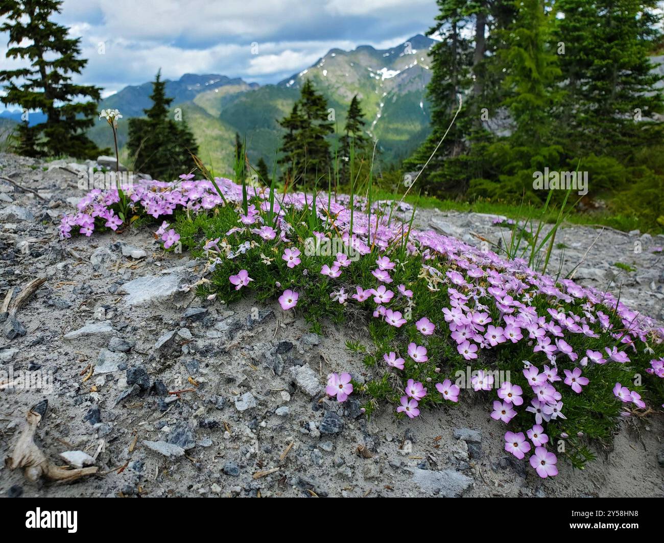 spreading phlox (Phlox diffusa) Plantae Stock Photo - Alamy