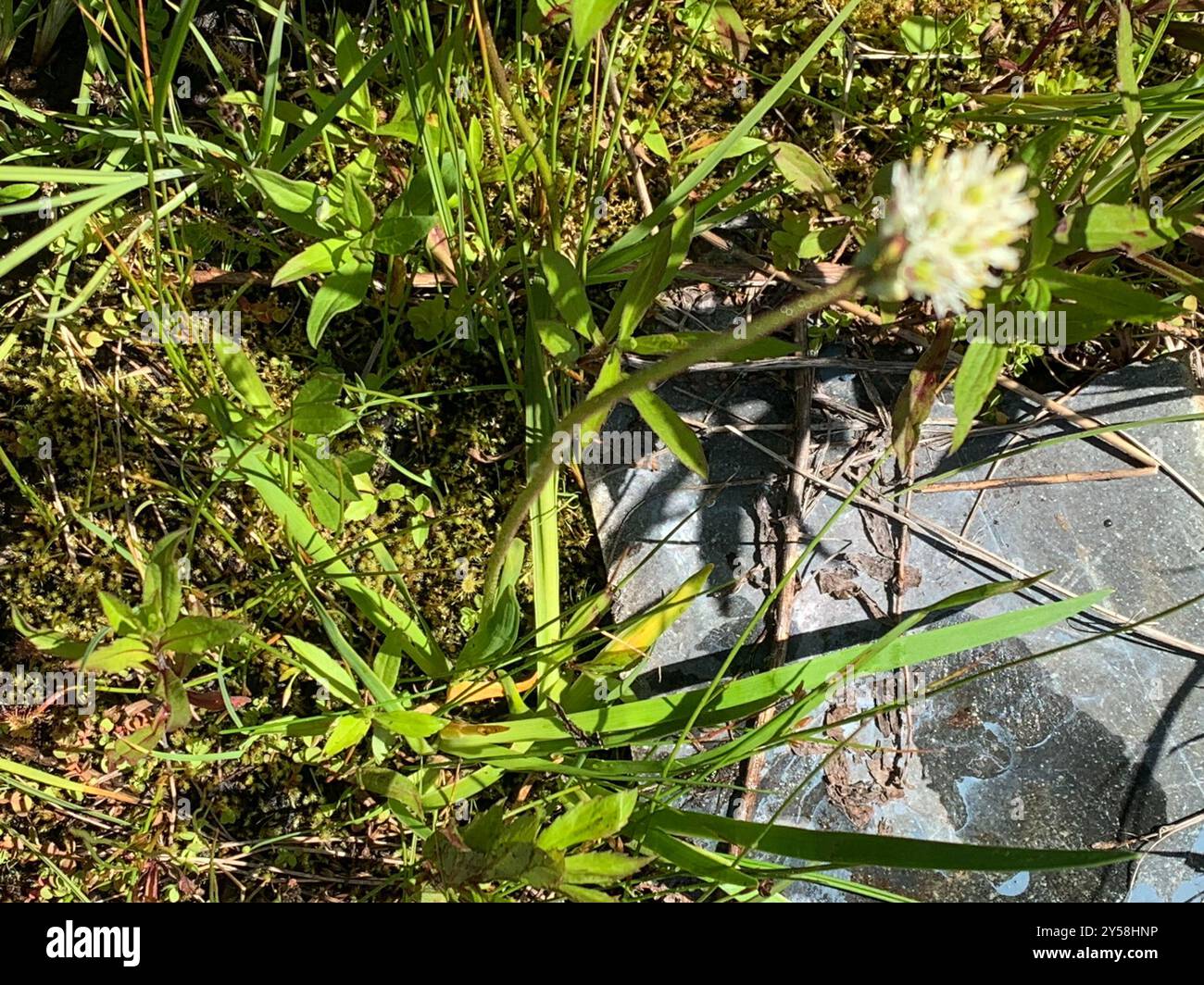 western false asphodel (Triantha occidentalis) Plantae Stock Photo - Alamy