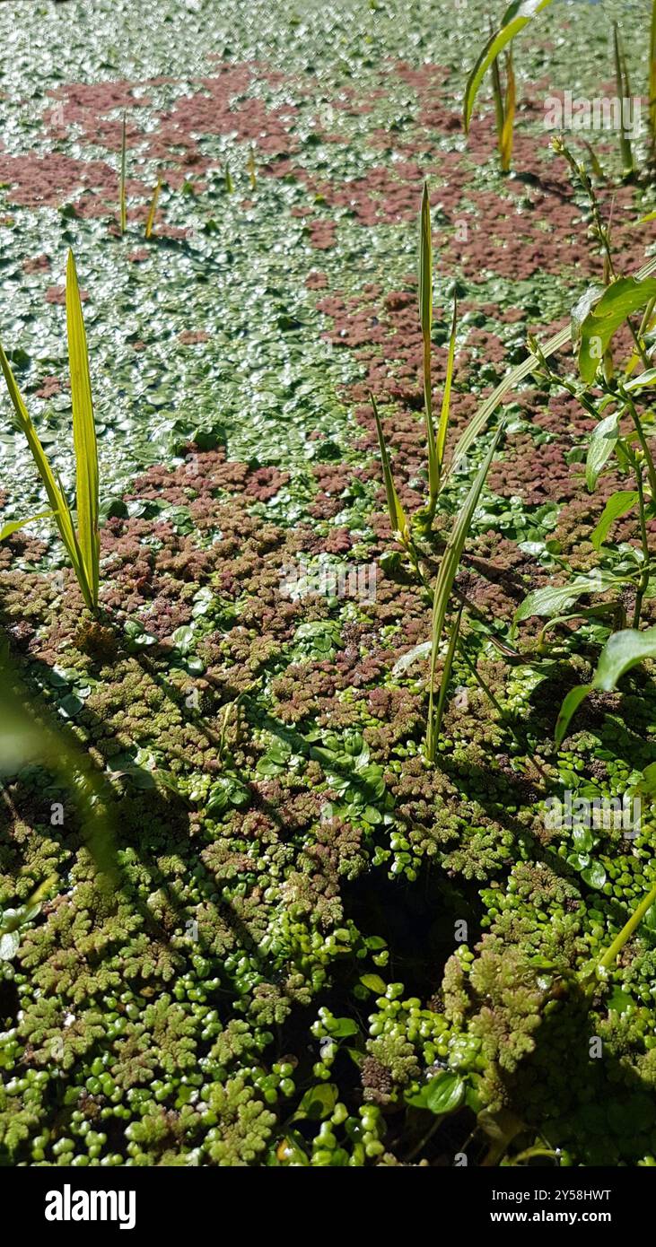 Red Azolla (Azolla rubra) Plantae Stock Photo - Alamy