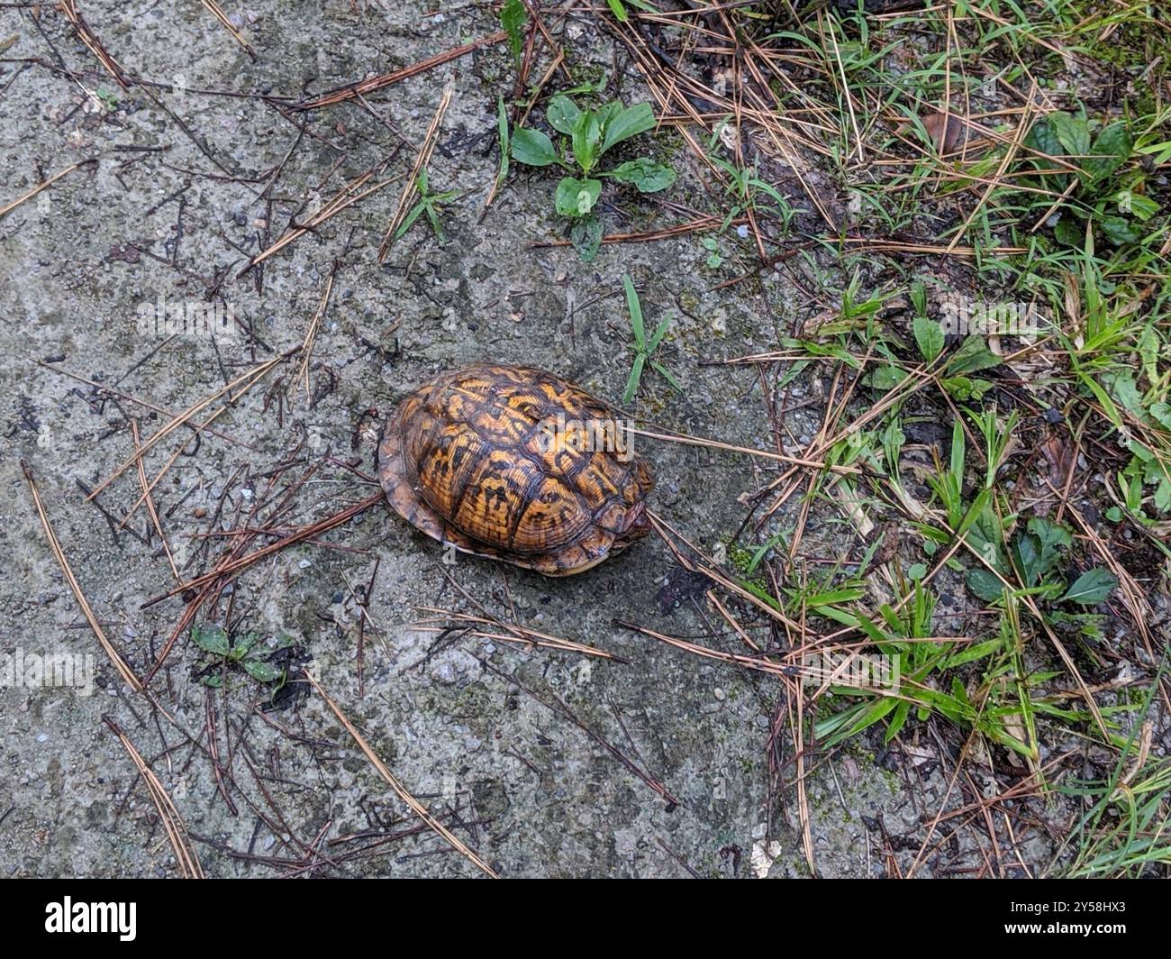 Eastern Box Turtle (Terrapene carolina carolina) Reptilia Stock Photo ...