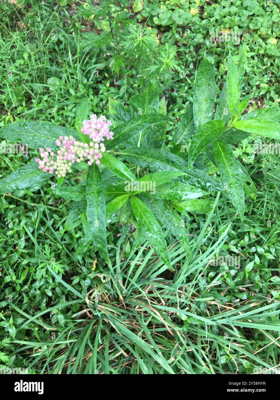 swamp milkweed (Asclepias incarnata) Plantae Stock Photo - Alamy