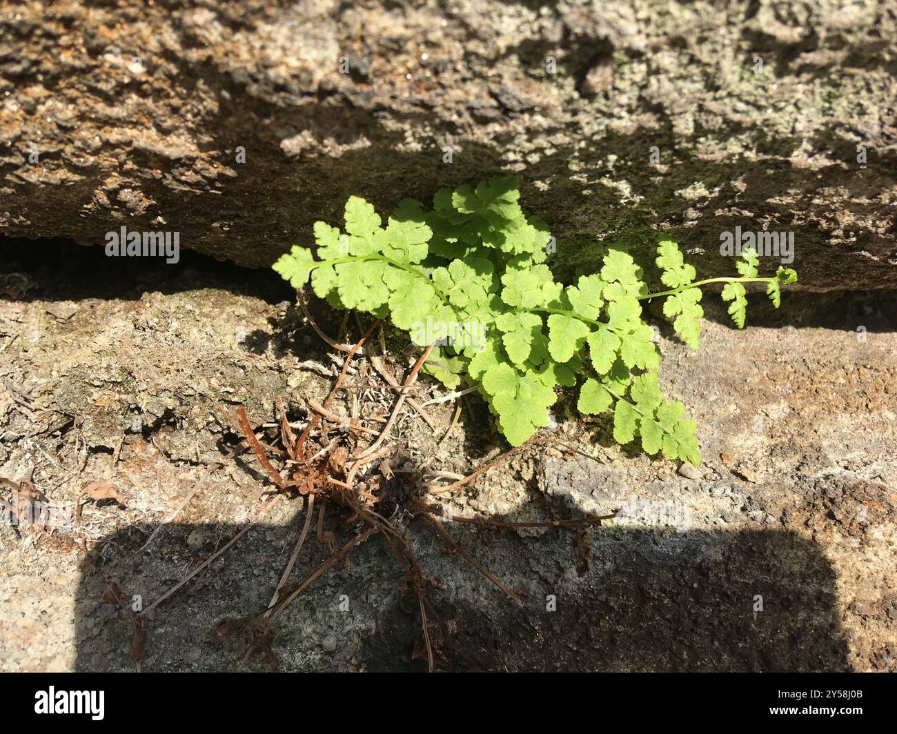 ferns (Polypodiopsida) Plantae Stock Photo - Alamy